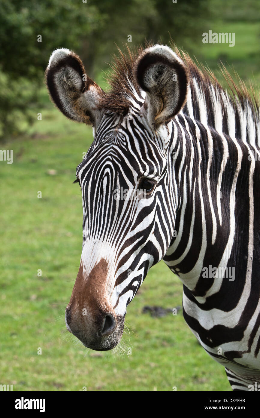 A captive Grevy's Zebra (Equus grevyi) at Port Lympne Wild Animal Park ...