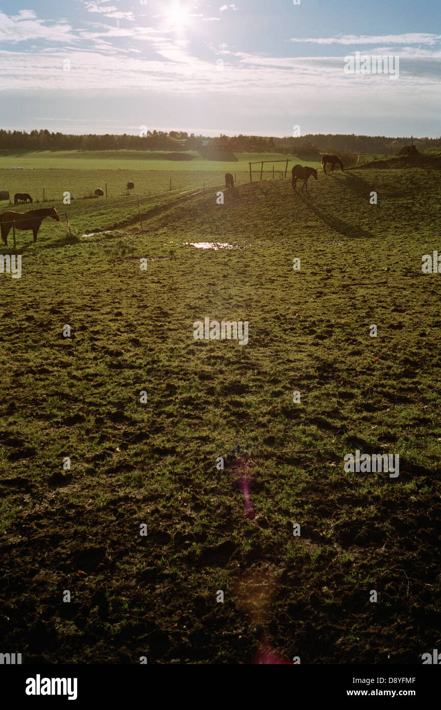 Horses in a enclosed pasture, Vagnharad, Sweden Stock Photo - Alamy