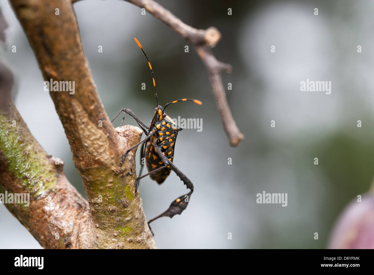 A shield bug in Java Indonesia Stock Photo - Alamy