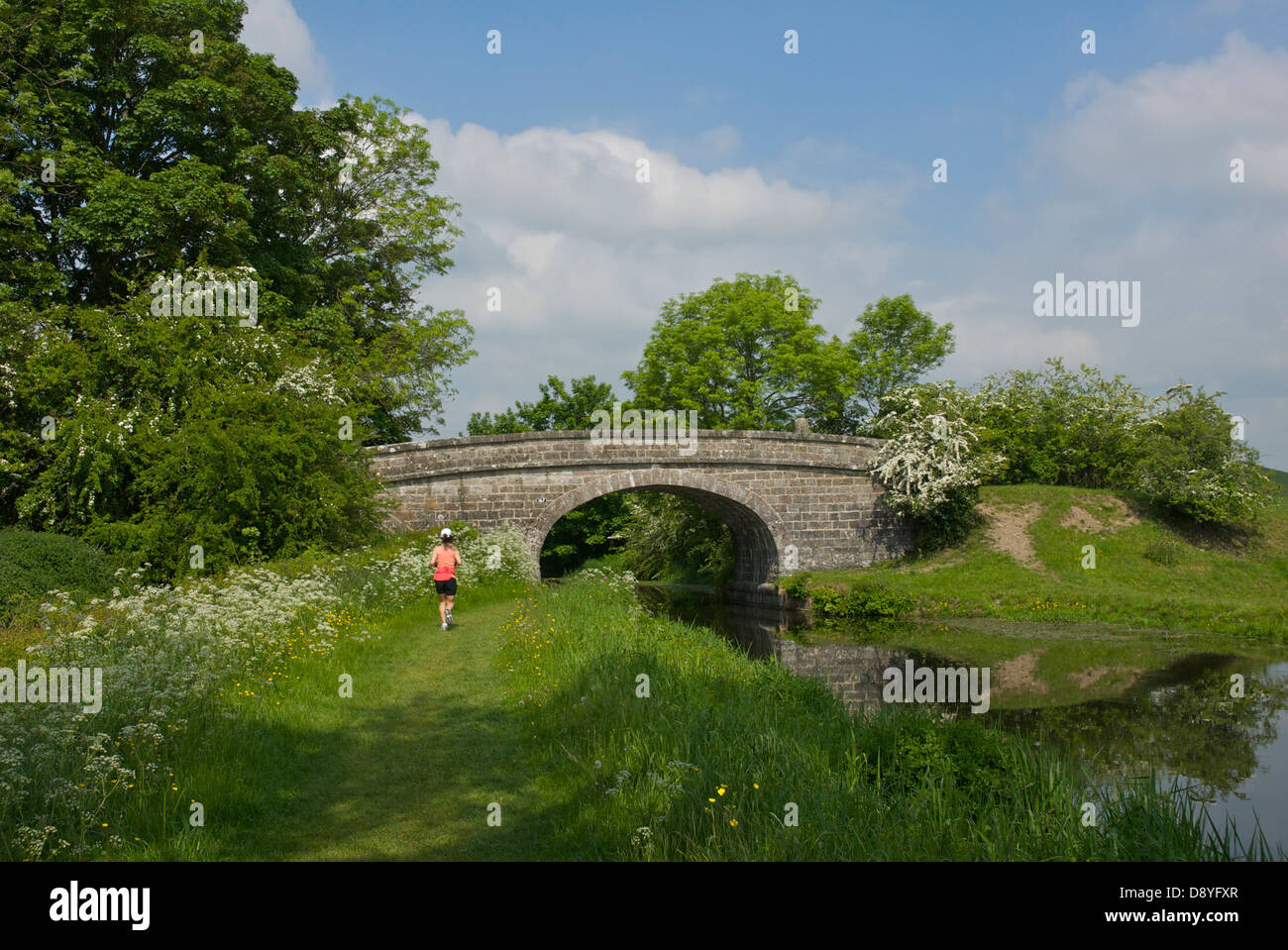 Male jogger on towpath of Lancaster Canal near Crooklands, Cumbria ...