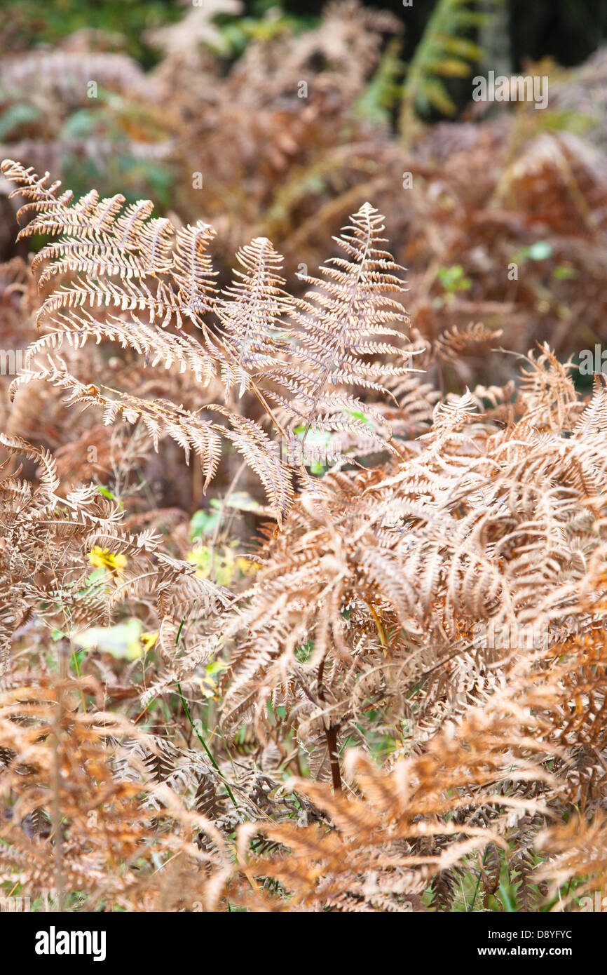 Perennial dry hi-res stock photography and images - Alamy