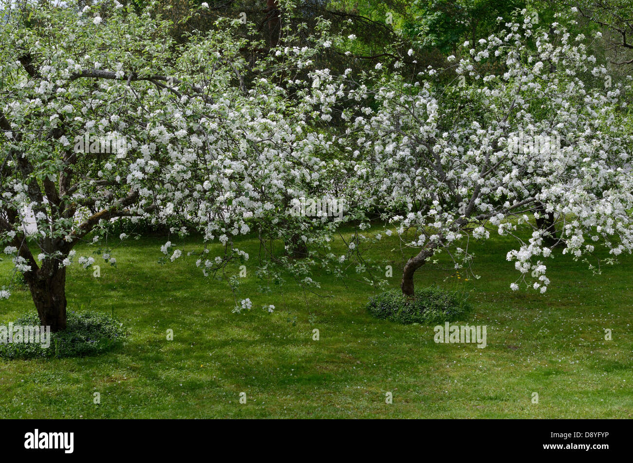 two apple trees blooming in the garden, horizontal Stock Photo - Alamy