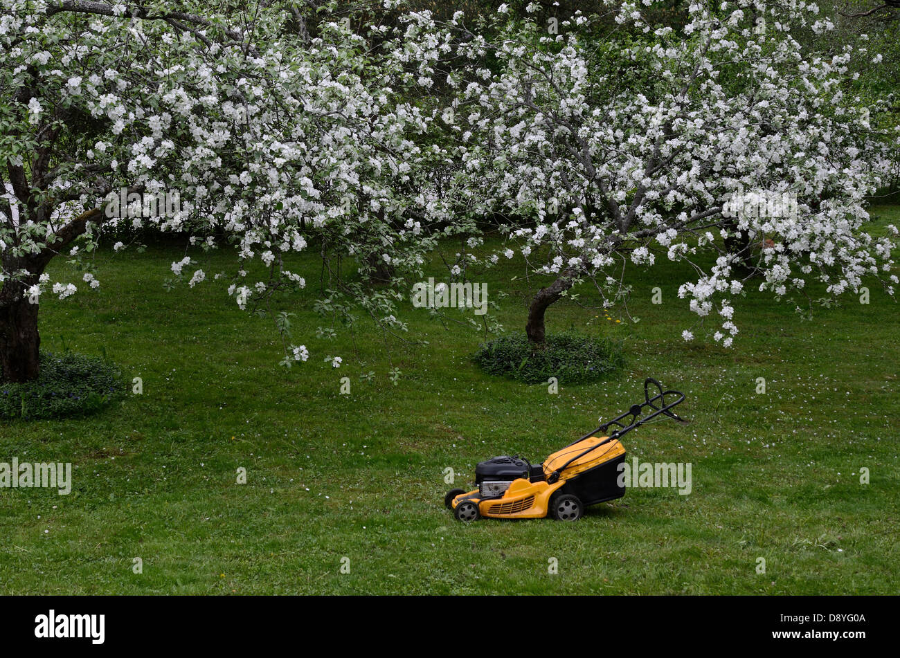 lawn mower in the garden near blooming apple trees Stock Photo - Alamy