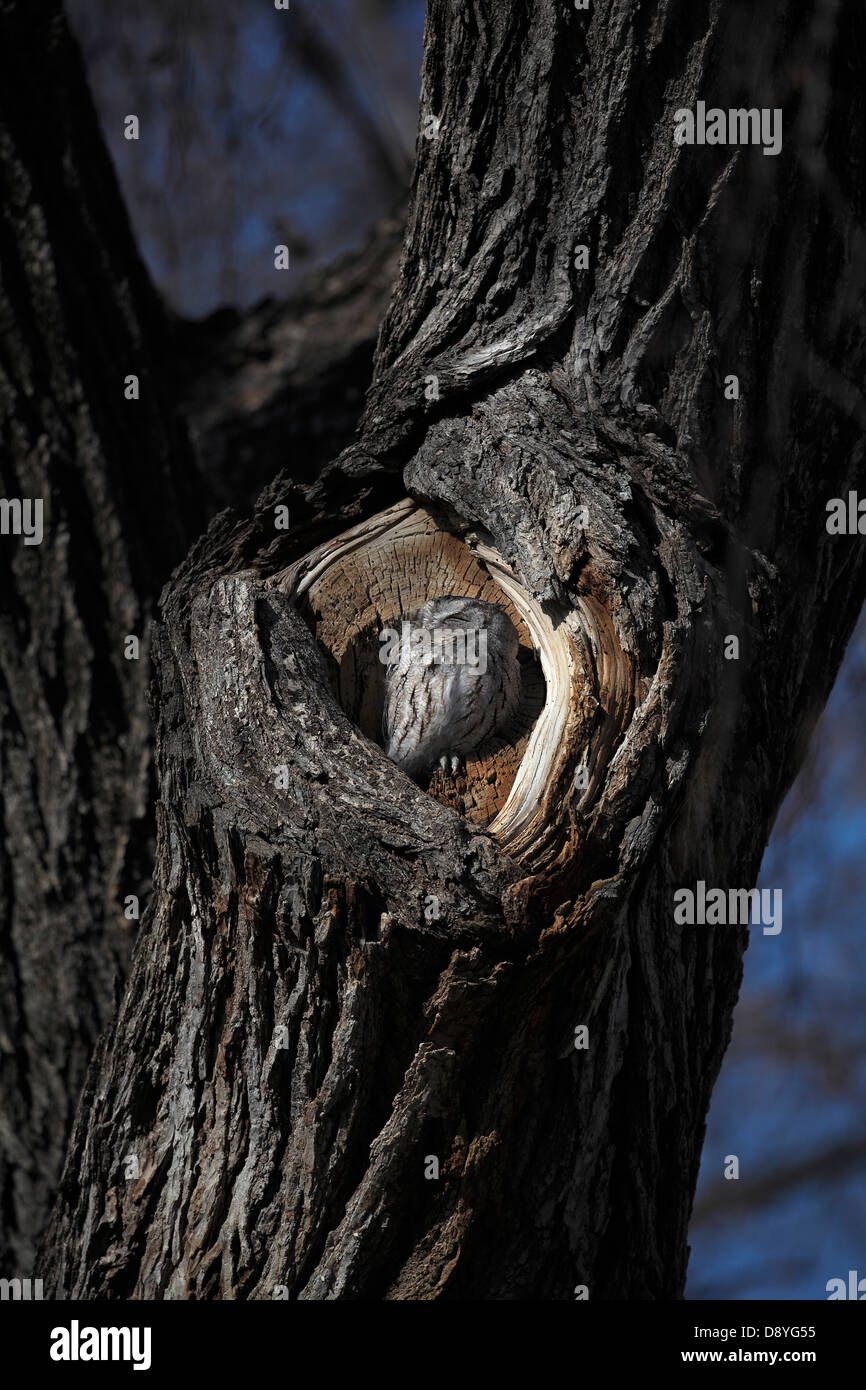 Owl tree hole hi-res stock photography and images - Alamy