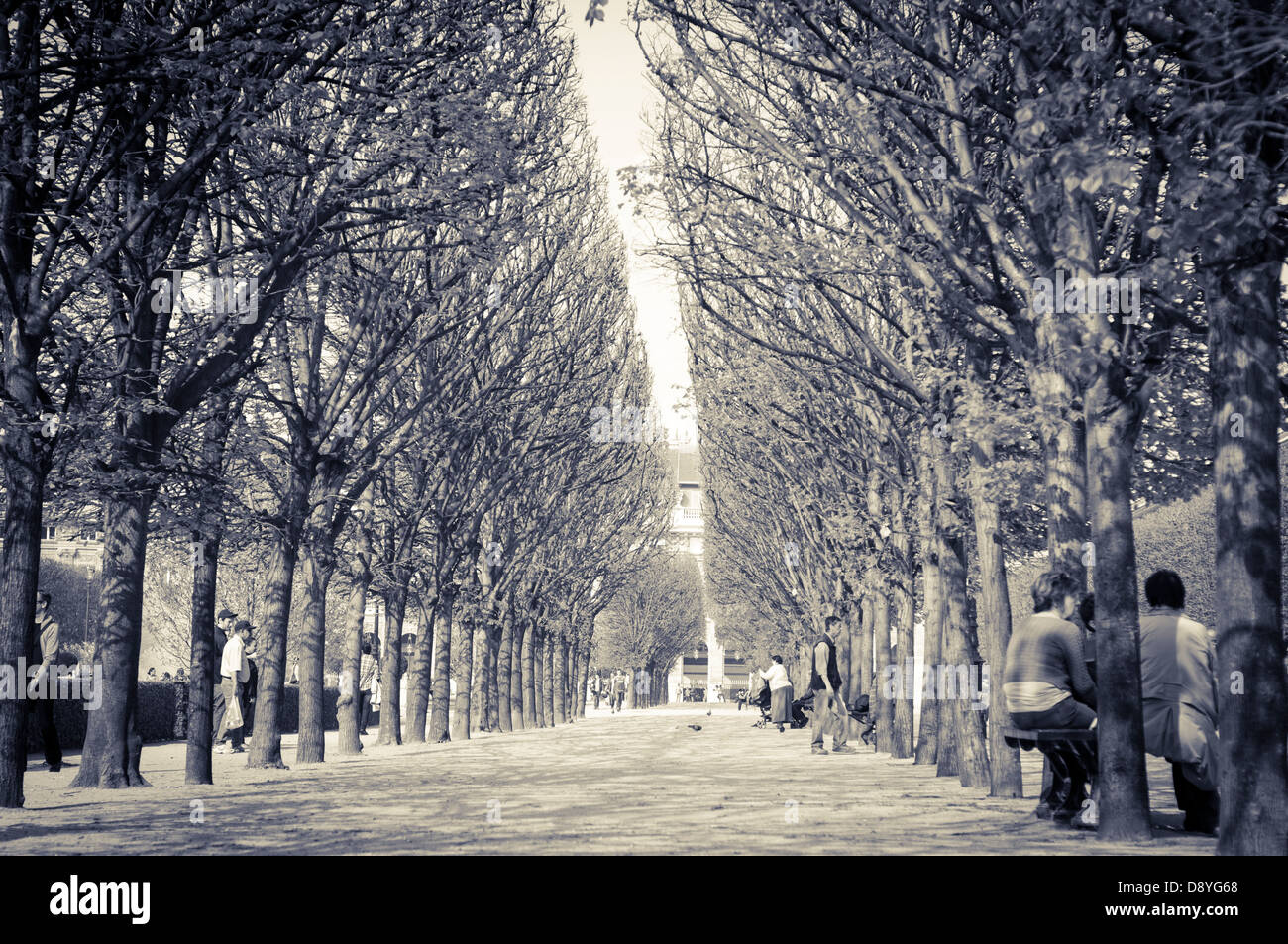 Converging Trees High Resolution Stock Photography and Images - Alamy