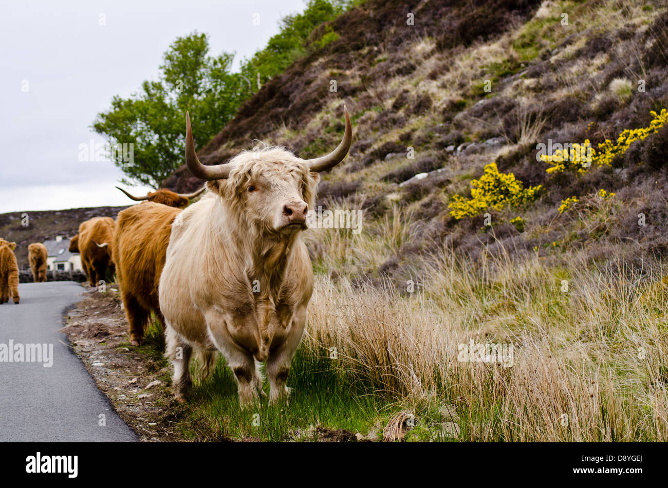 Scotish Angus from isle of skye Stock Photo - Alamy