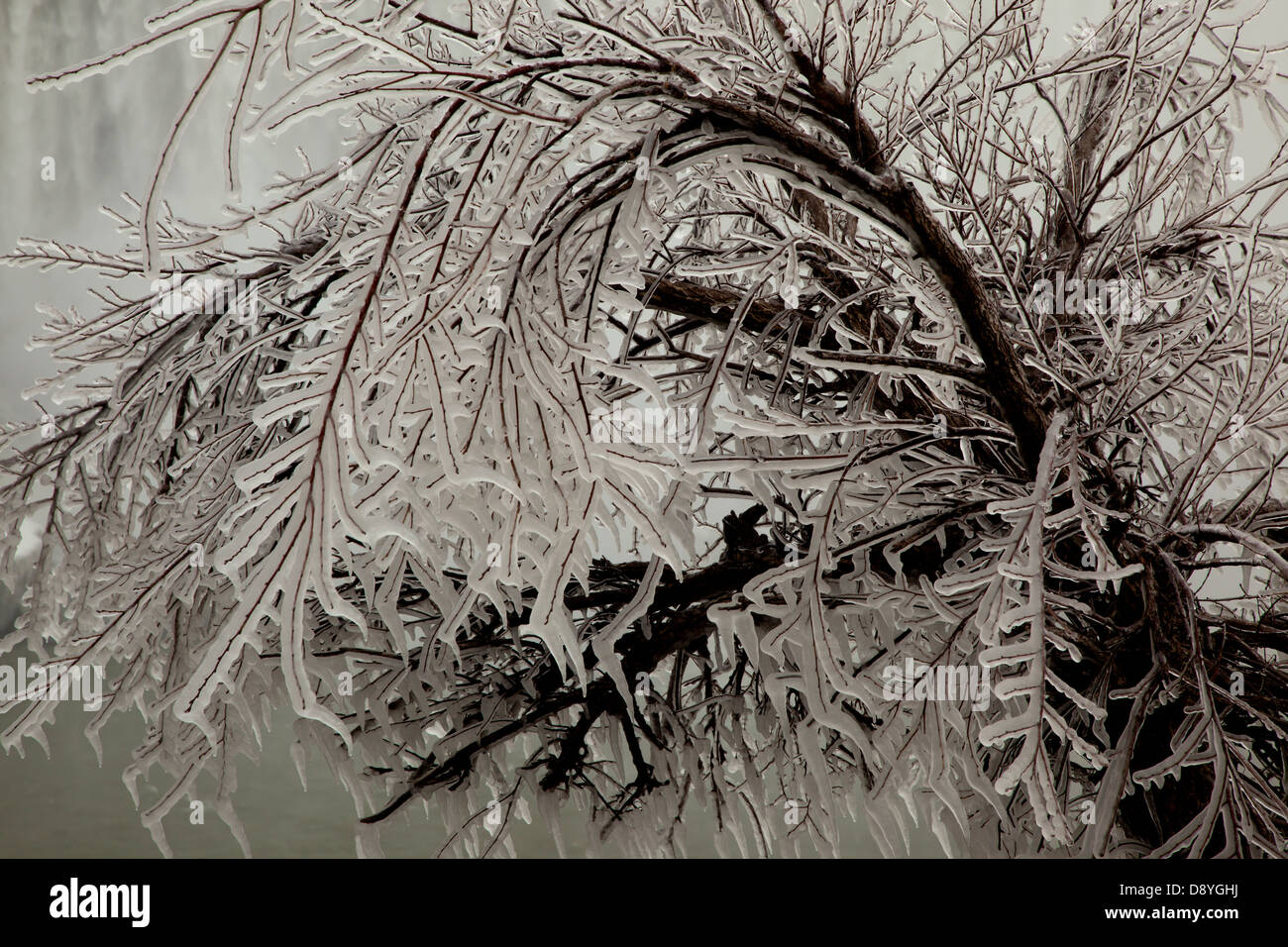 Ice covered trees, Niagara falls , Canada Stock Photo - Alamy
