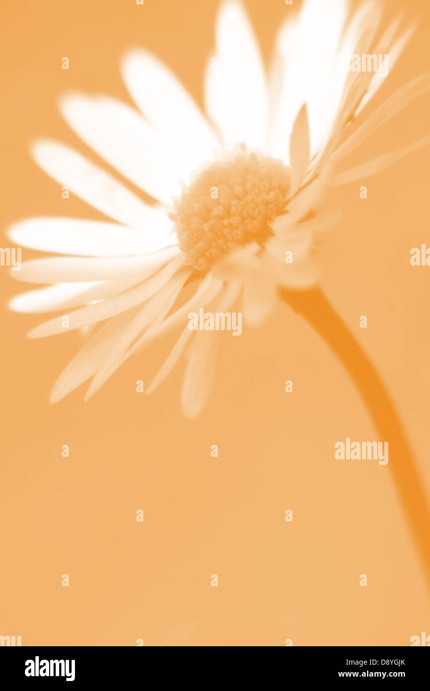Daisy blume hi-res stock photography and images - Alamy