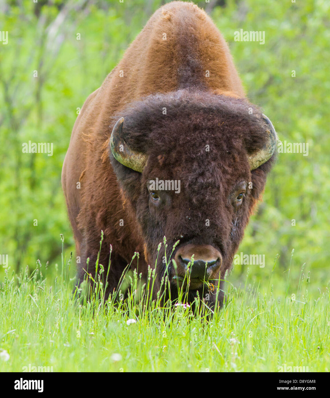 A huge male - American bison (Bison bison) in the prairie Stock Photo ...