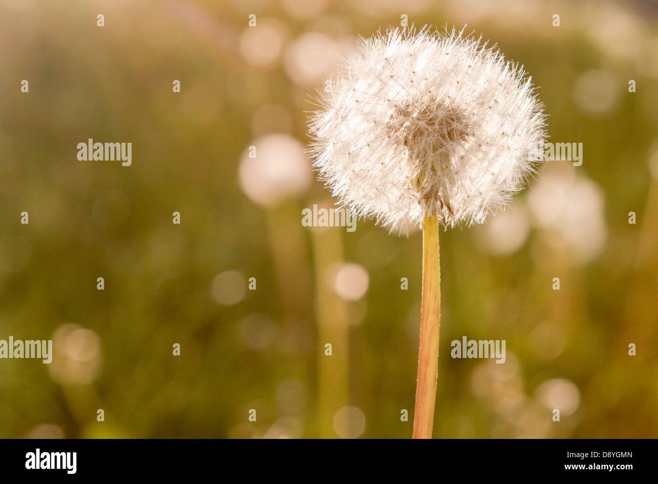 End flowering hi-res stock photography and images - Alamy