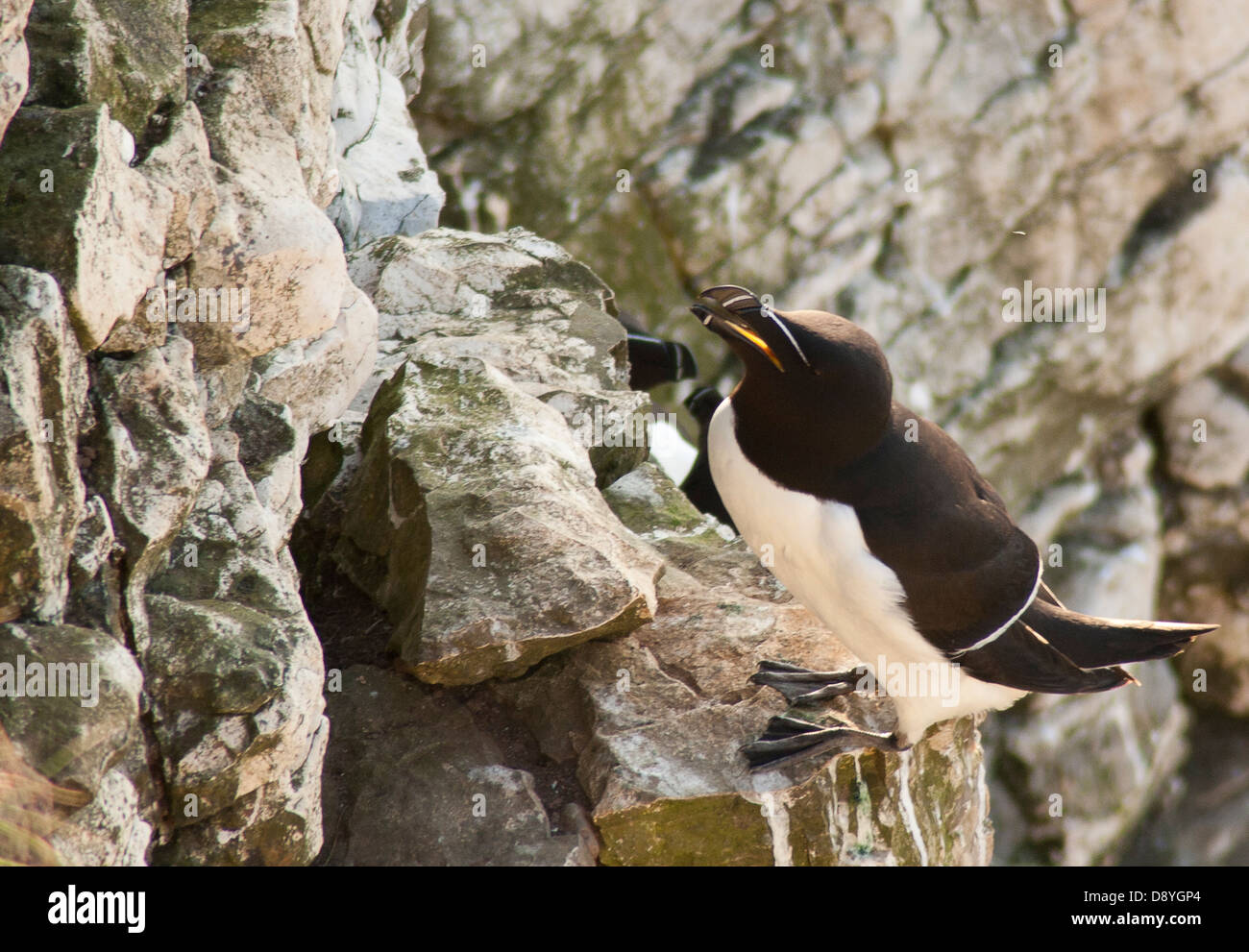 Razor beak hi-res stock photography and images - Alamy