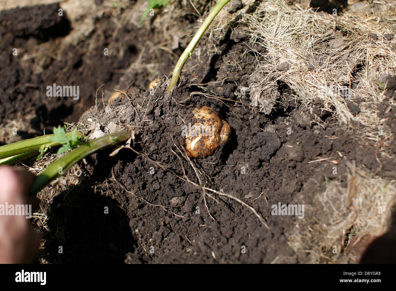 New potato in soil being unearthed Stock Photo - Alamy
