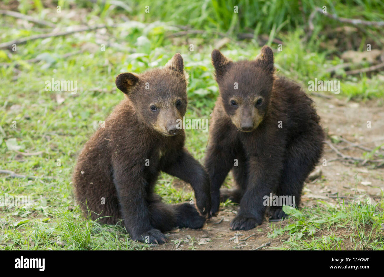 Black bear cubs tree hi-res stock photography and images - Alamy