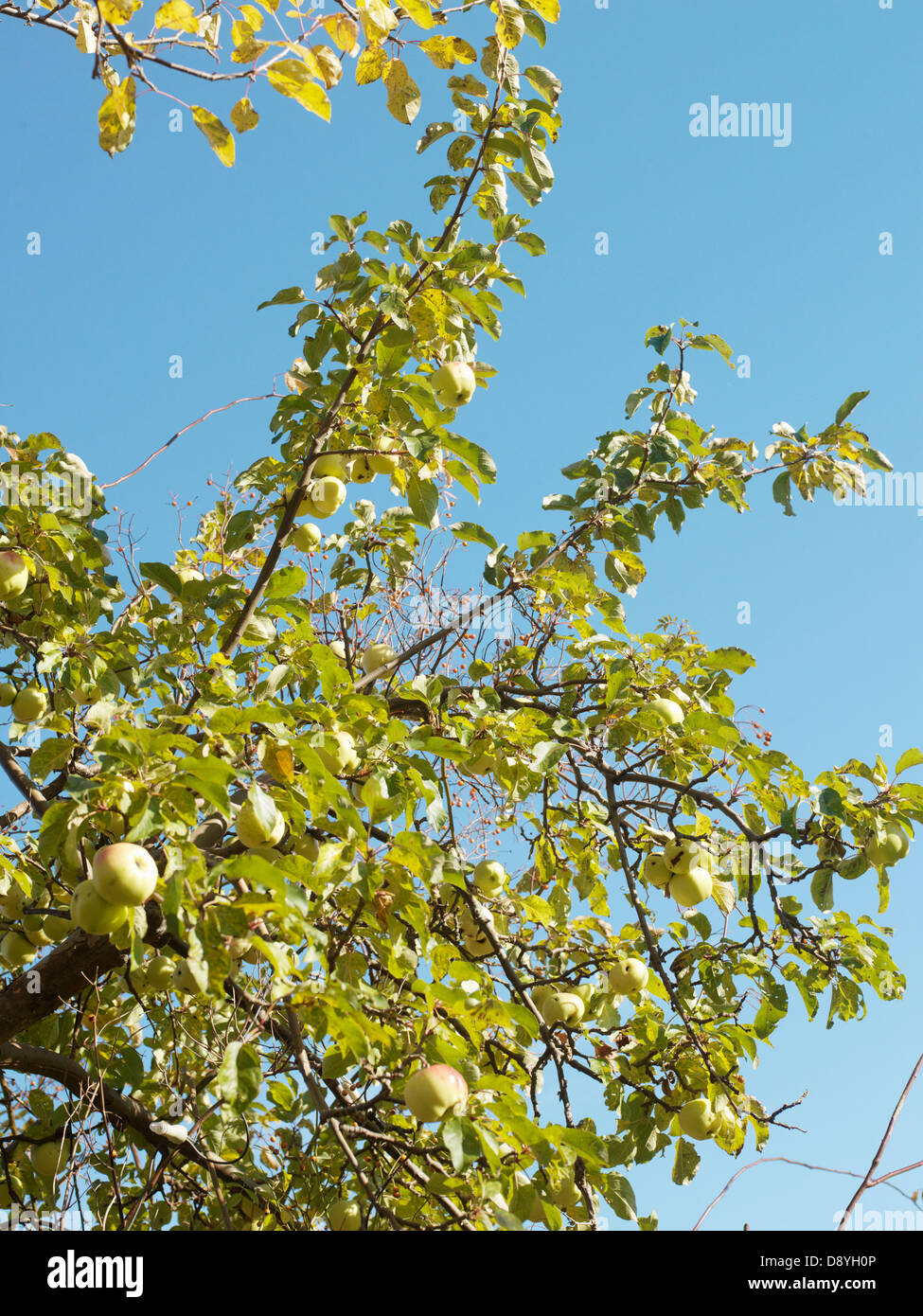 Apple-tree, Skane, Sweden Stock Photo - Alamy