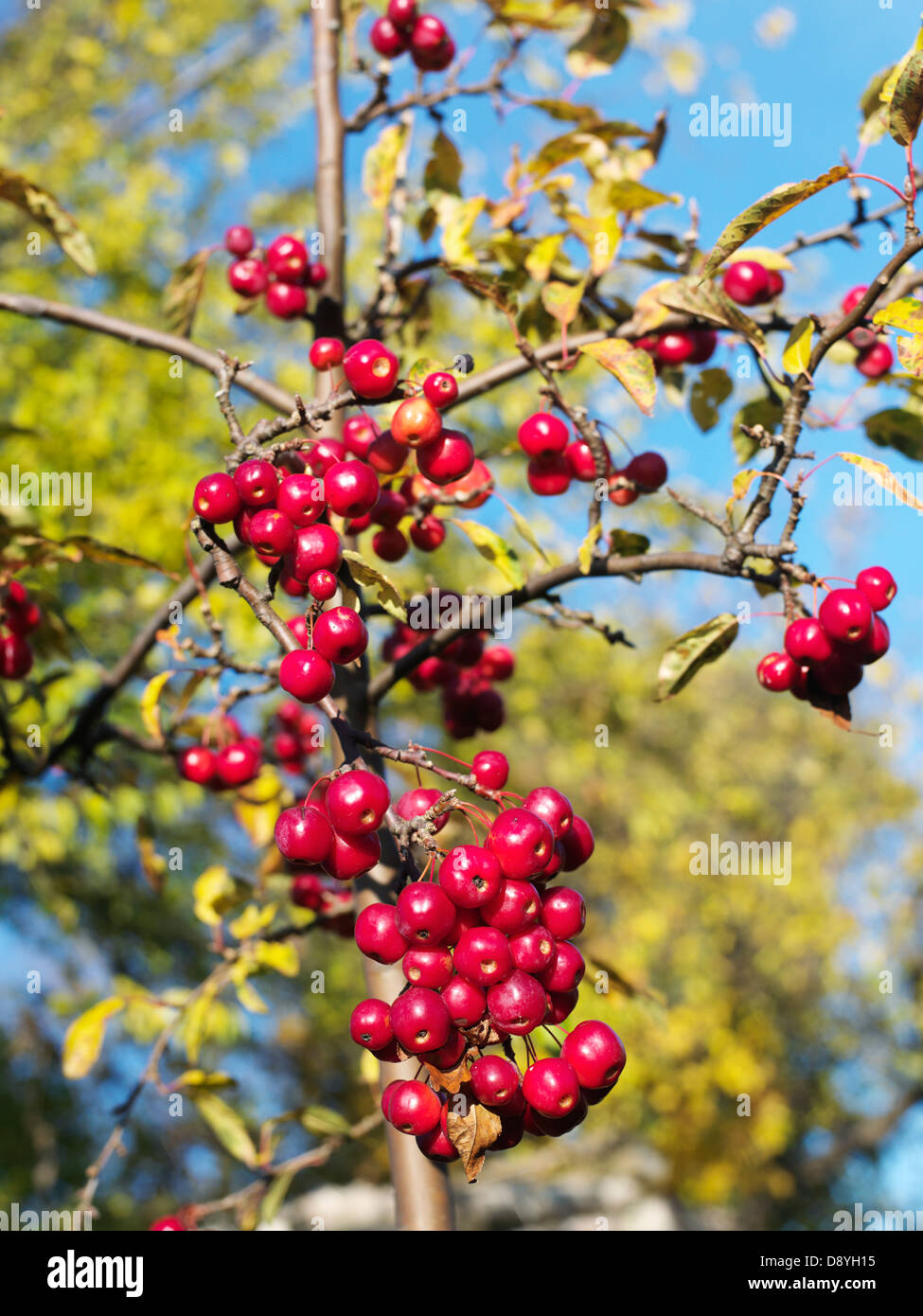 Rowanberry hi-res stock photography and images - Alamy