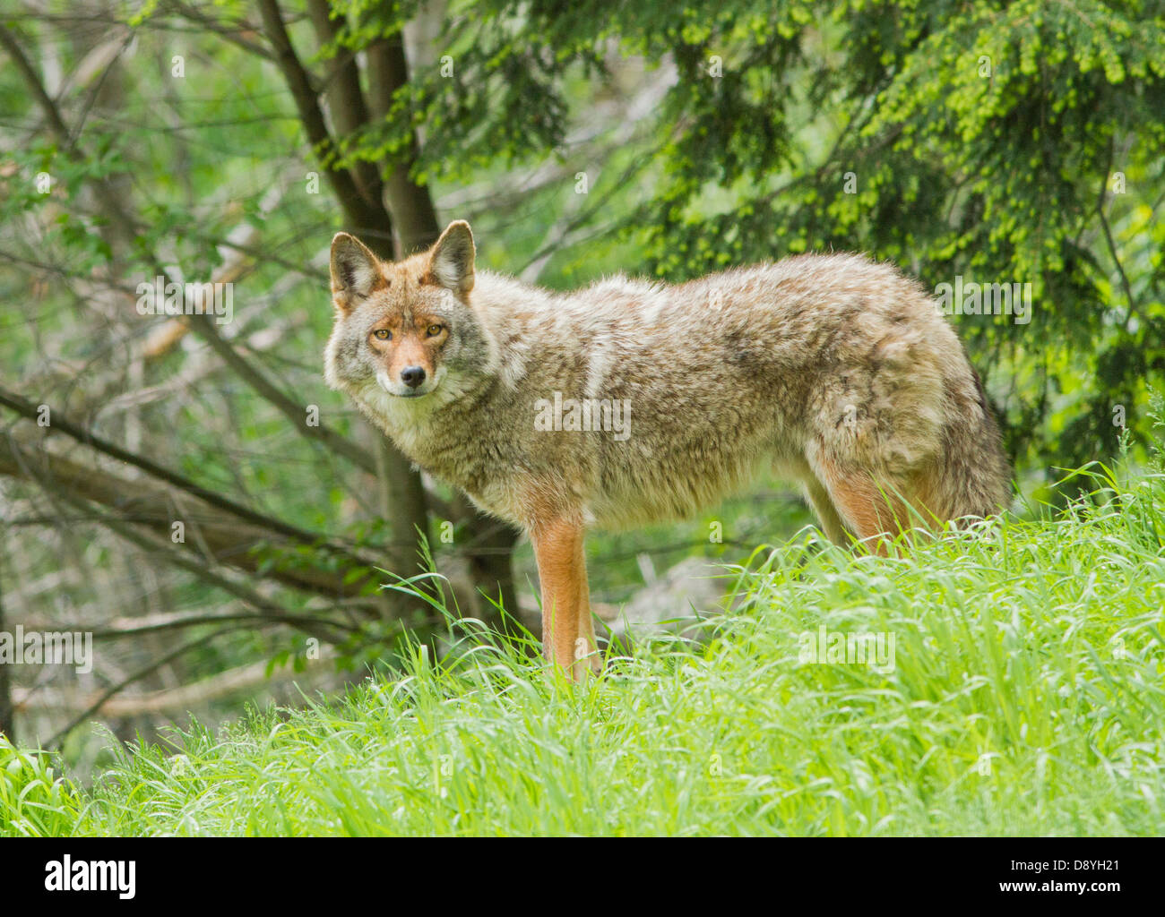 A wild coyote stares straight at the camera in spring Stock Photo - Alamy