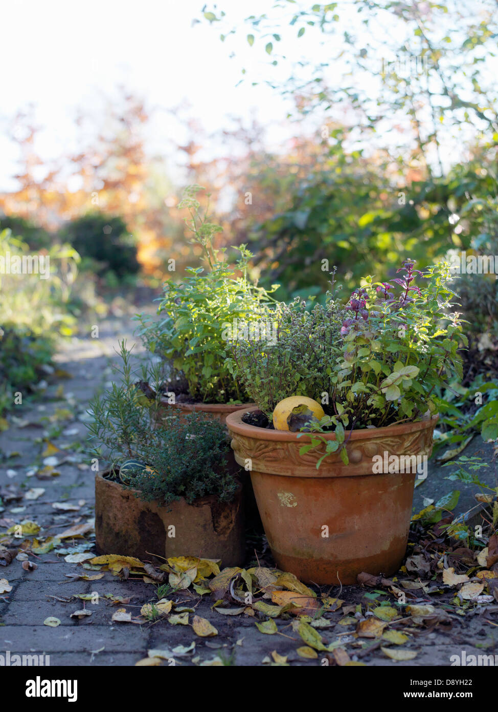 Plants in a pot, Sweden Stock Photo - Alamy