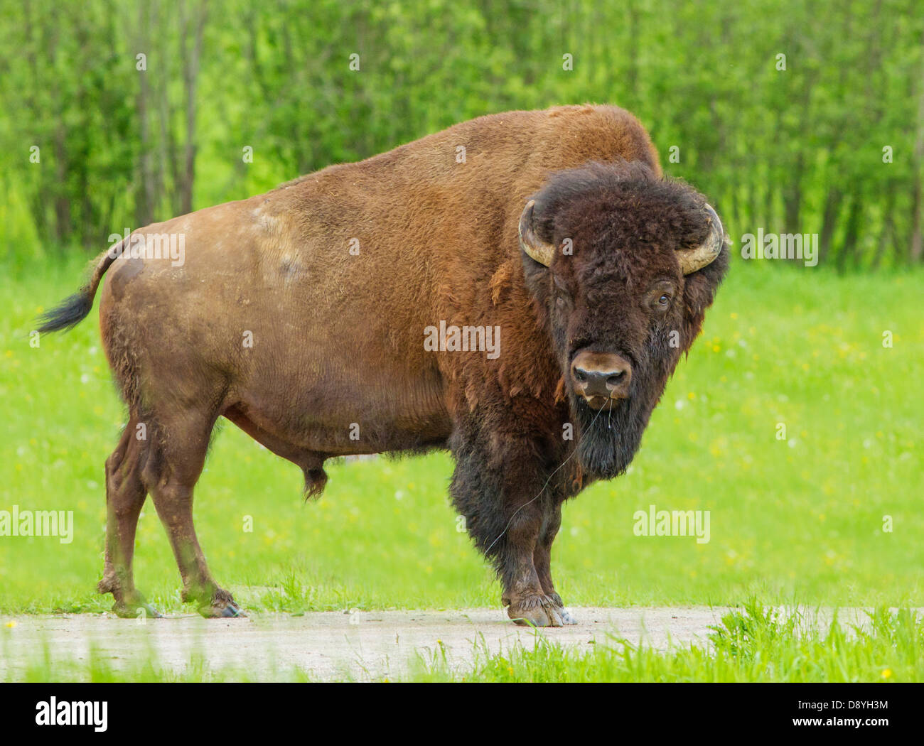 A huge male - American bison (Bison bison) in the prairie Stock Photo ...