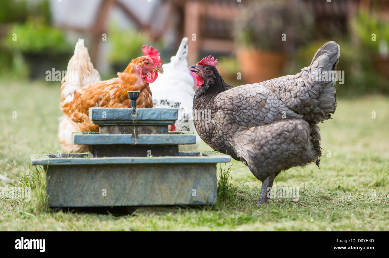 Light Sussex Chicken Hen High Resolution Stock Photography and Images ...