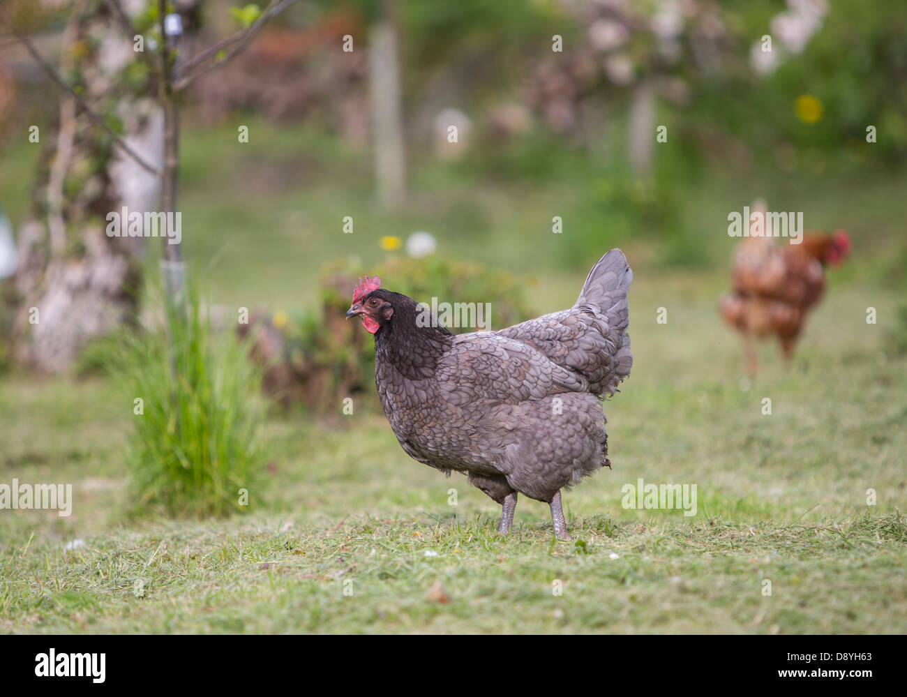 Free Warren High Resolution Stock Photography and Images - Alamy