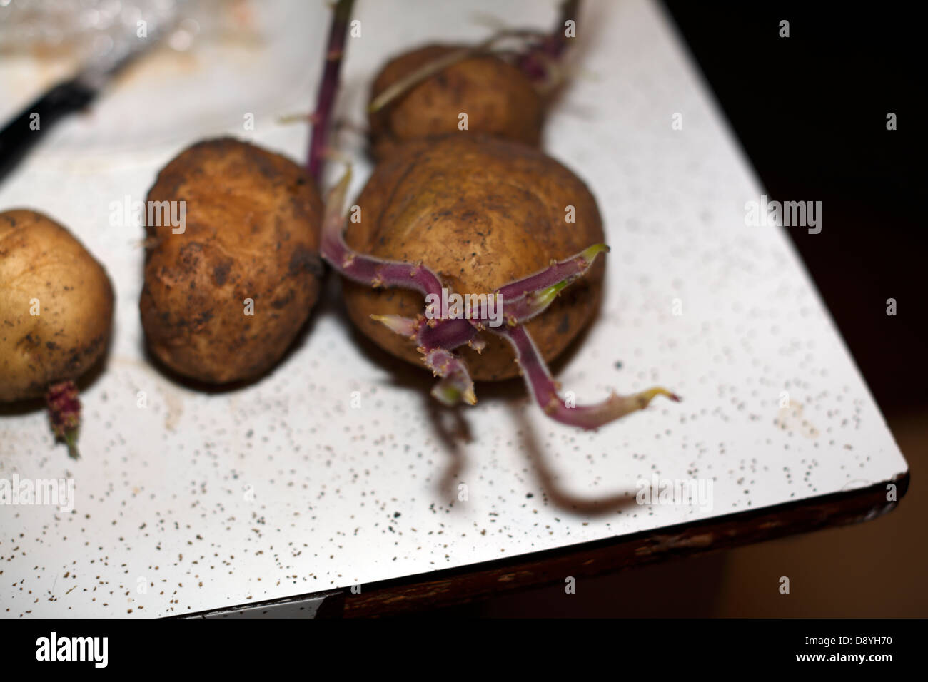 Sprouting potatoes hi-res stock photography and images - Alamy