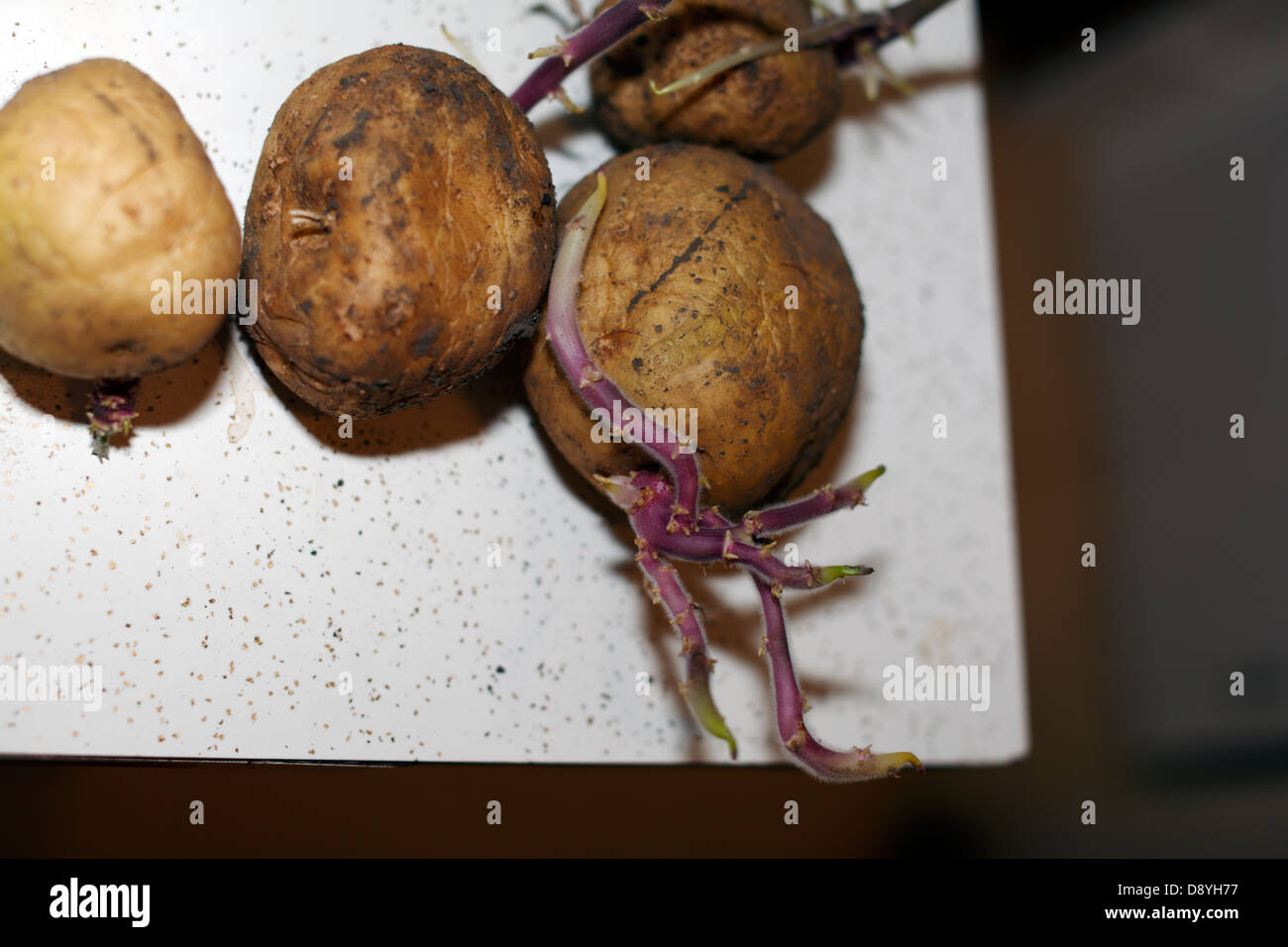 Sprouting potatoes hi-res stock photography and images - Alamy