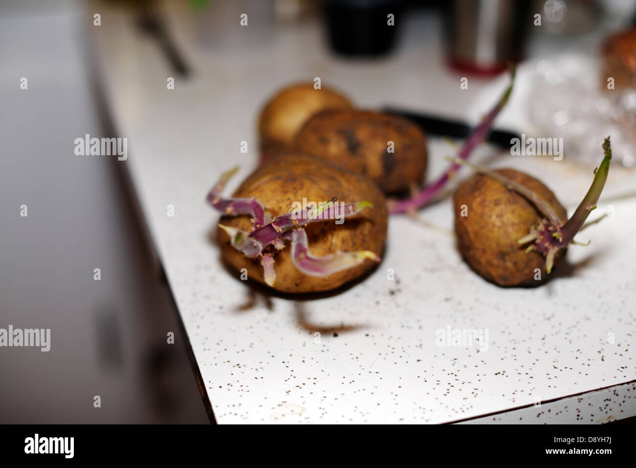 Sprouting potatoes hi-res stock photography and images - Alamy