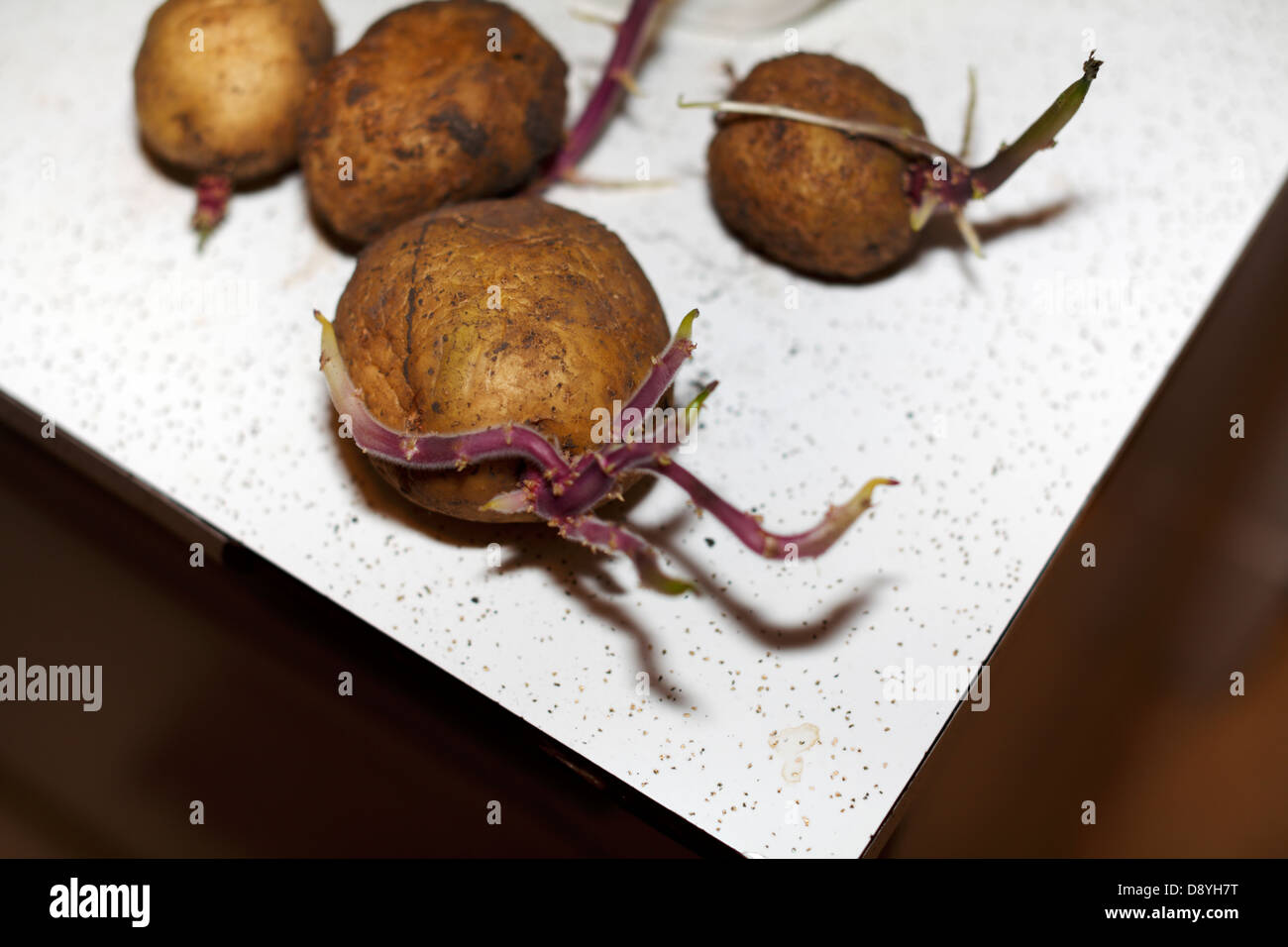 Sprouting Potatoes High Resolution Stock Photography and Images - Alamy