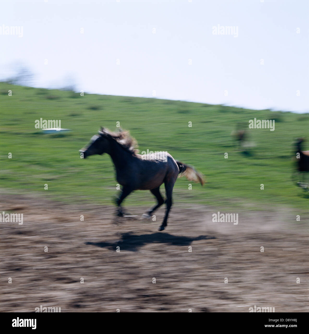 Galloping horse hi-res stock photography and images - Alamy