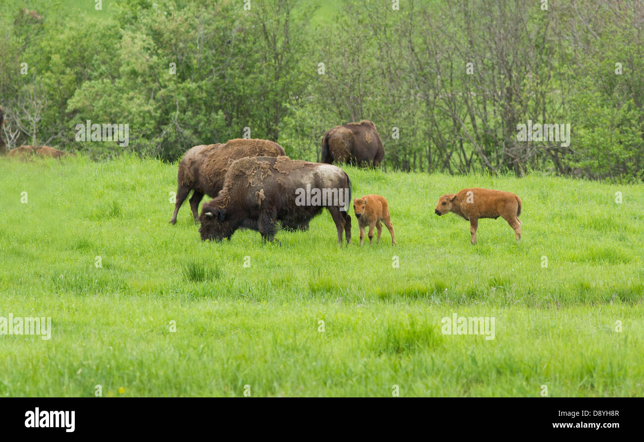 American bison grass herd hi-res stock photography and images - Alamy