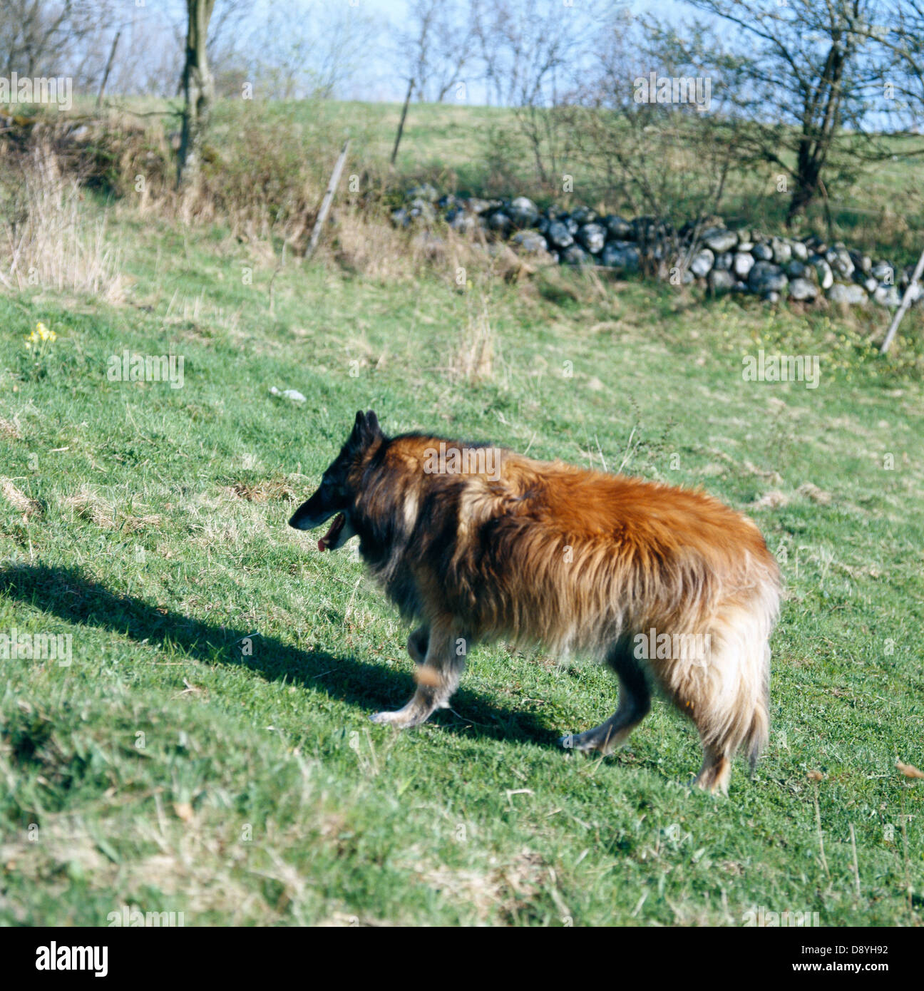 A dog, Sweden Stock Photo - Alamy