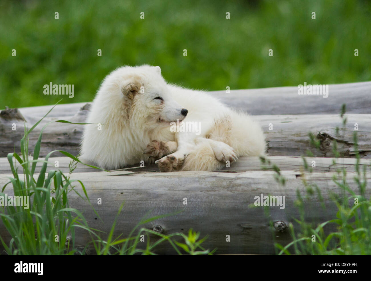 Red fox hunt arctic fox hi-res stock photography and images - Alamy