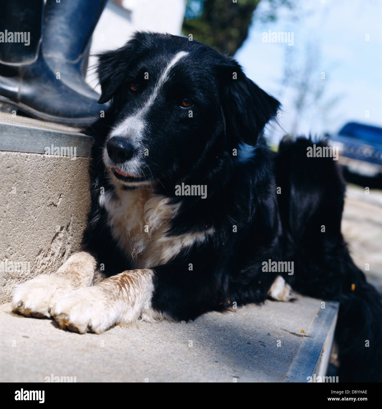 A dog, Sweden Stock Photo - Alamy