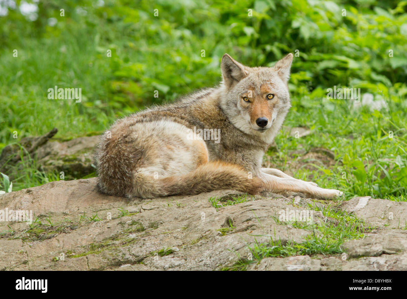 Alpha female hi-res stock photography and images - Alamy