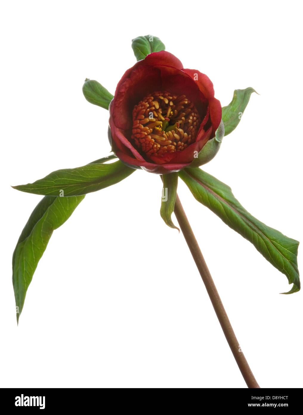 Paeonia chinese suffruticosa tree peony peony Cut Out Stock Images ...