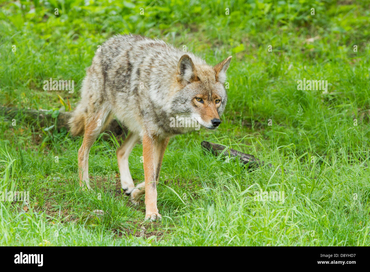 Coyote alpha male in spring Stock Photo - Alamy