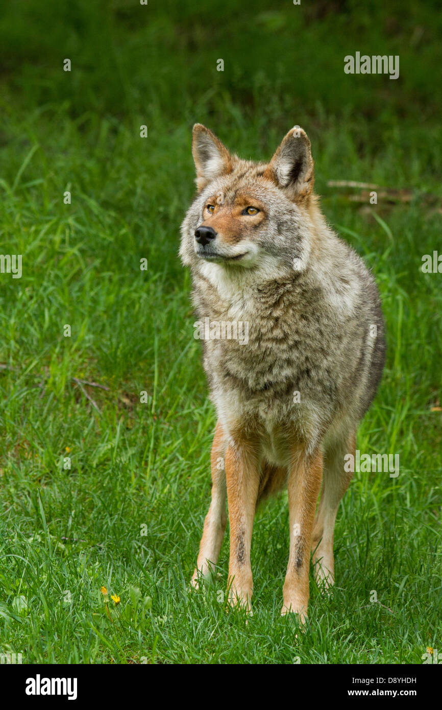 Coyote alpha male in spring Stock Photo - Alamy