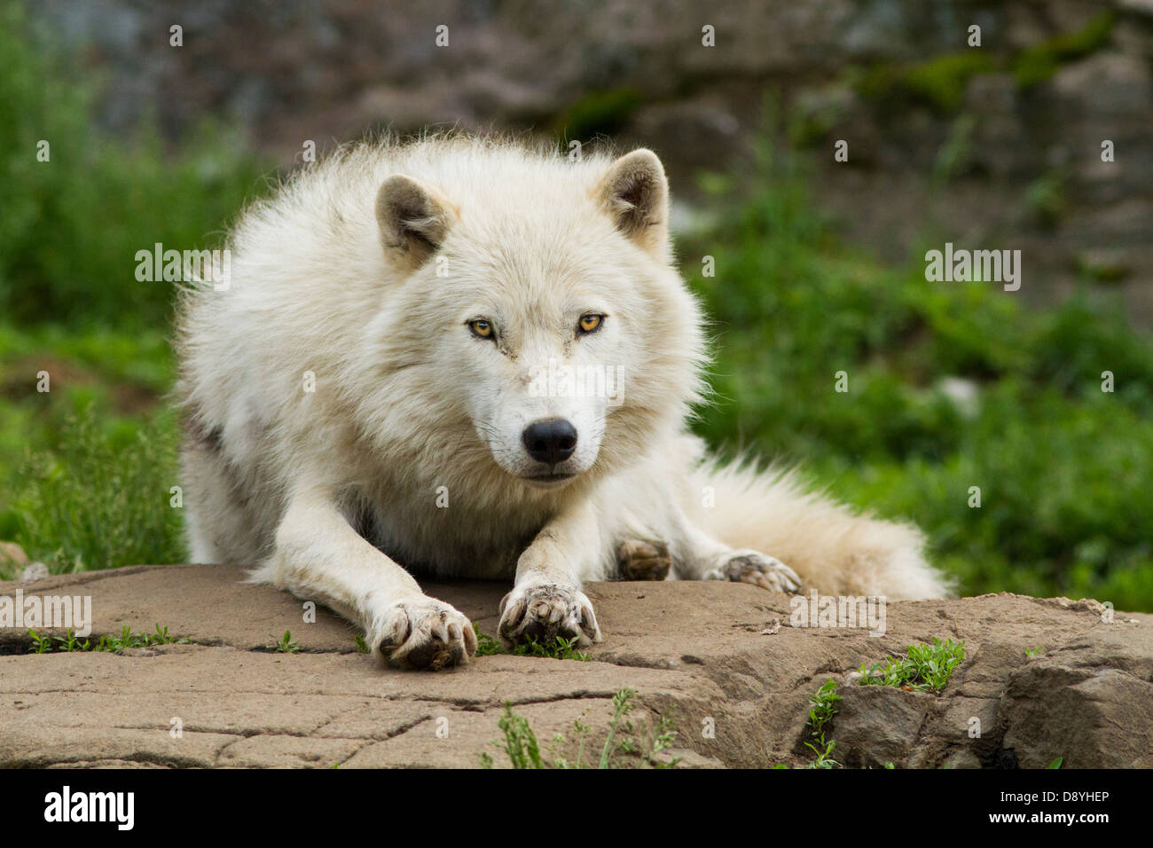 Alpha male gray wolf canis hi-res stock photography and images - Alamy