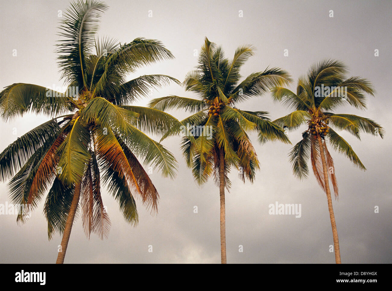 Three Palm Trees Stock Photos & Three Palm Trees Stock Images - Alamy