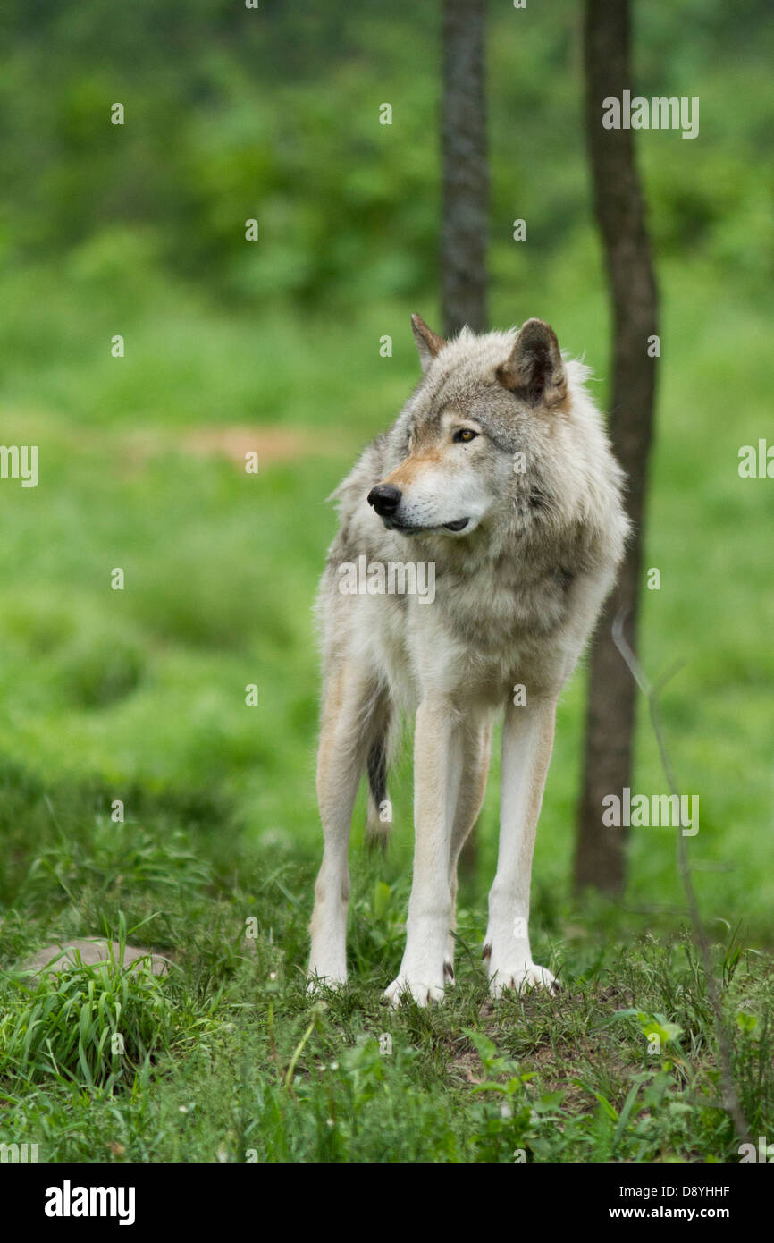 Timber wolf male in spring Stock Photo - Alamy
