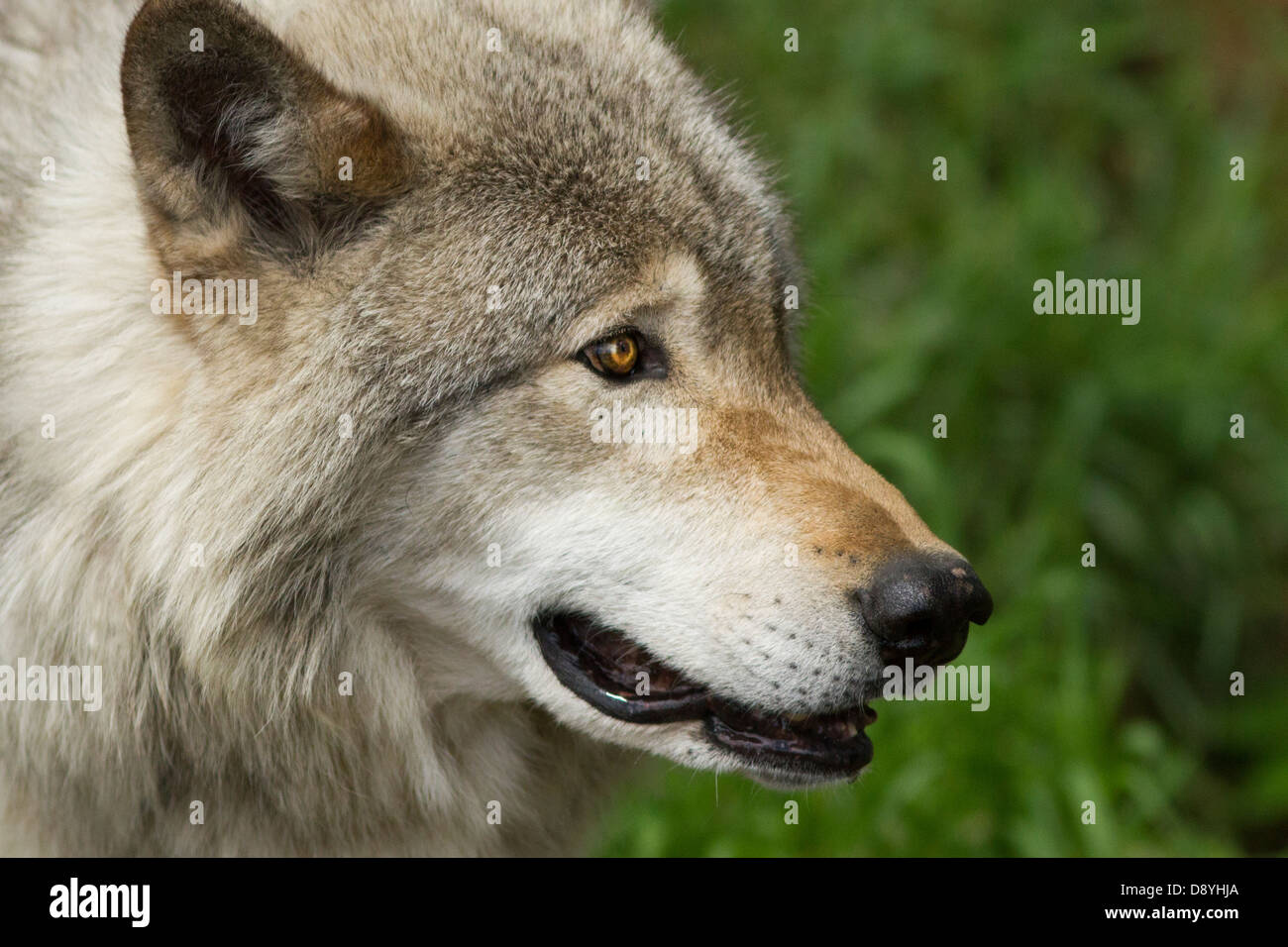 Alfa male Timber wolf (Canis lupus) portrait Stock Photo - Alamy