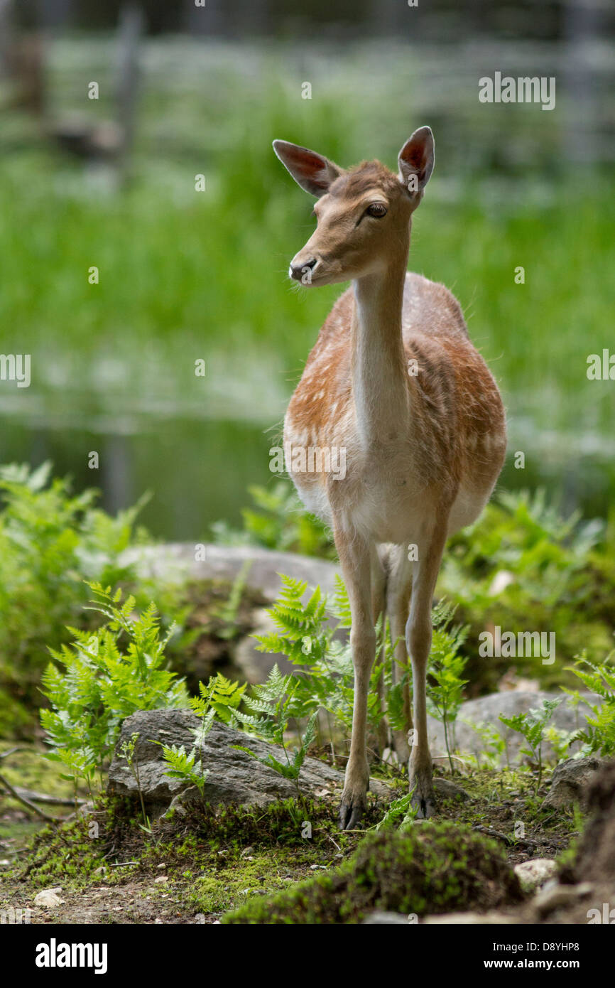 Pregnant Fallow Deer doe (Dama dama) in spring Stock Photo - Alamy