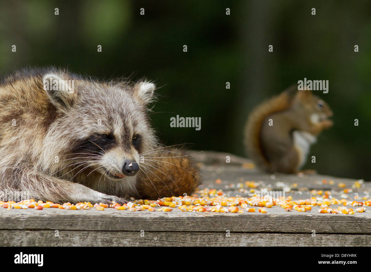 North American raccoon and Red Squirrel in the bird feeder Stock Photo ...