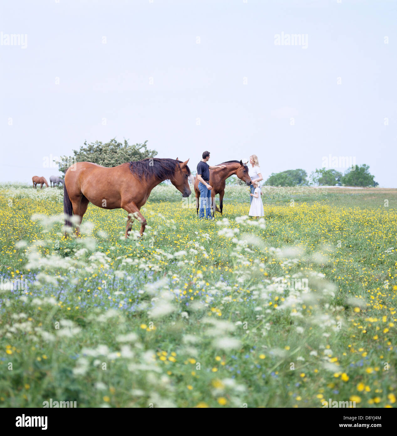 A family in a horse paddock, Sweden Stock Photo - Alamy