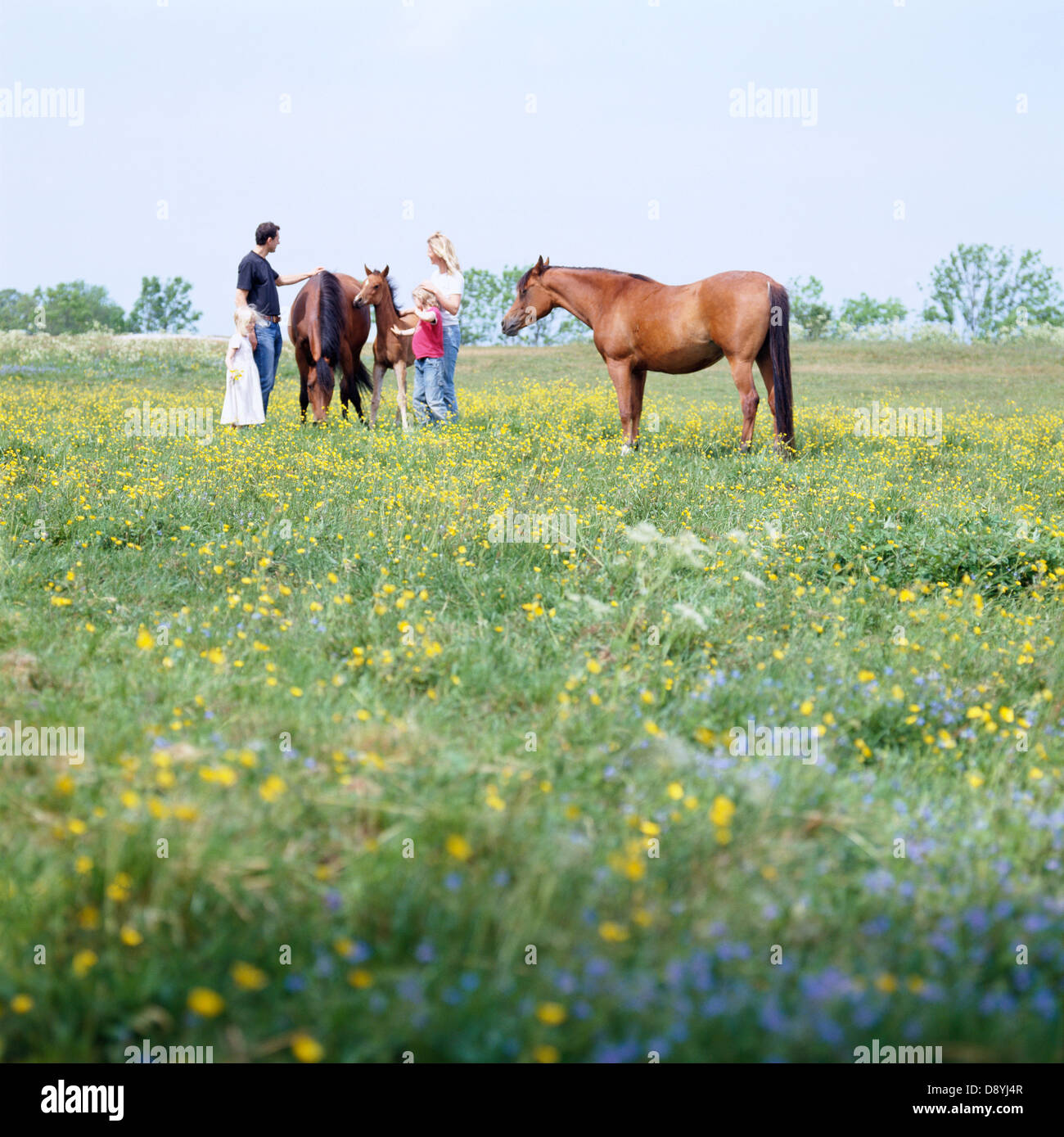 Family horse hi-res stock photography and images - Alamy
