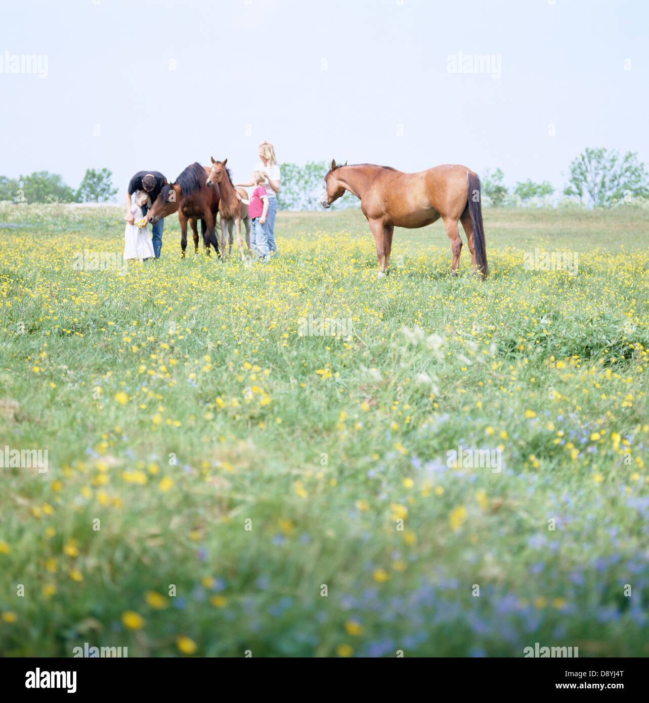 A family in a horse paddock, Sweden Stock Photo - Alamy
