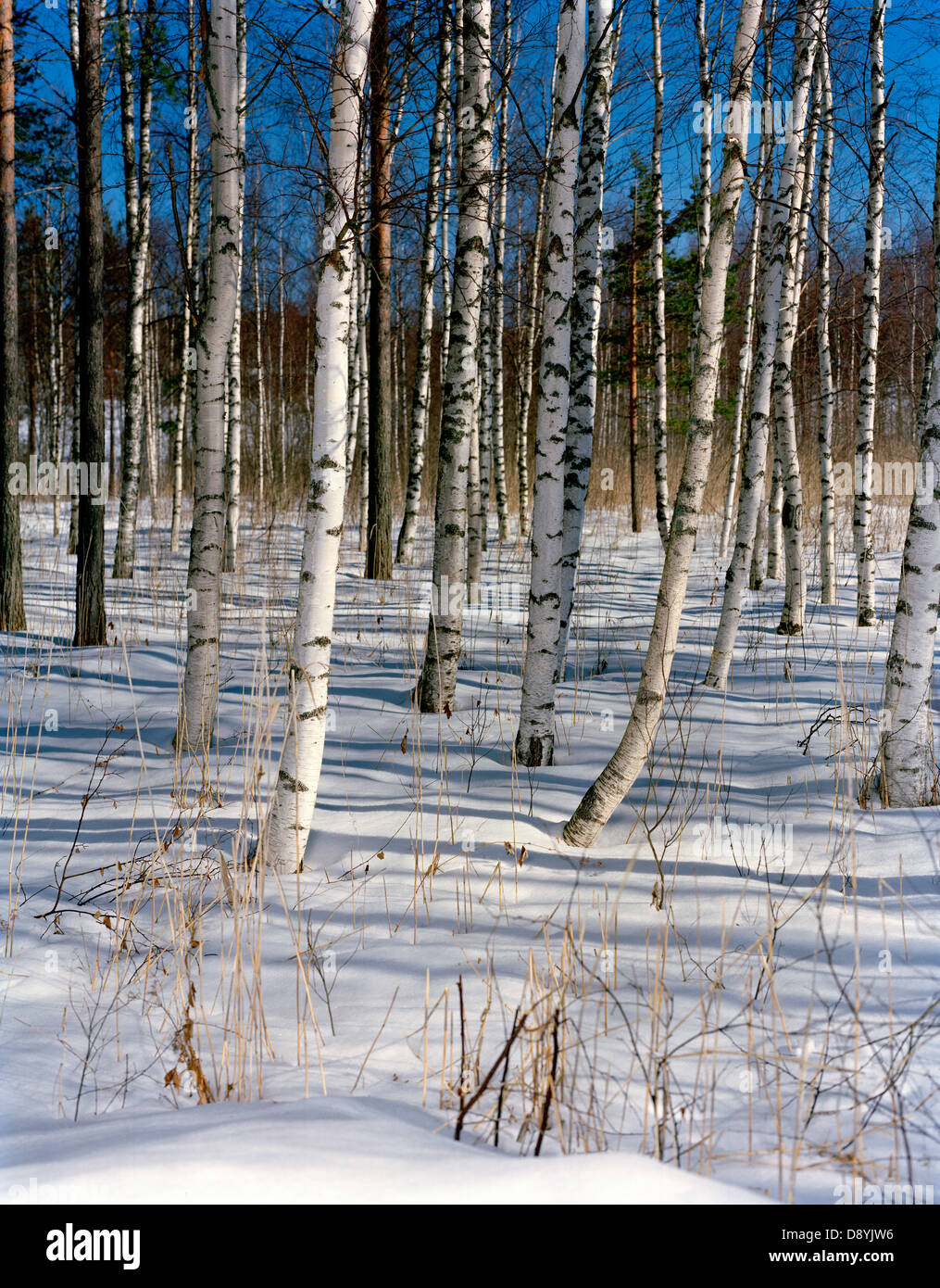 Birch-trees, Dalarna, Sweden Stock Photo - Alamy