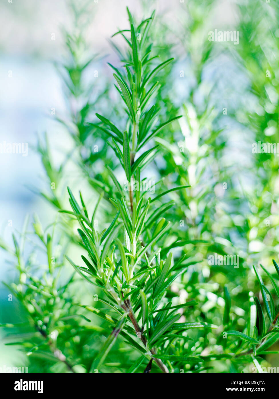 A bush, close-up, Sweden Stock Photo - Alamy
