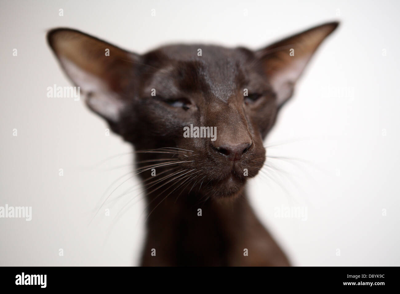 Siamese cat, Sweden Stock Photo - Alamy