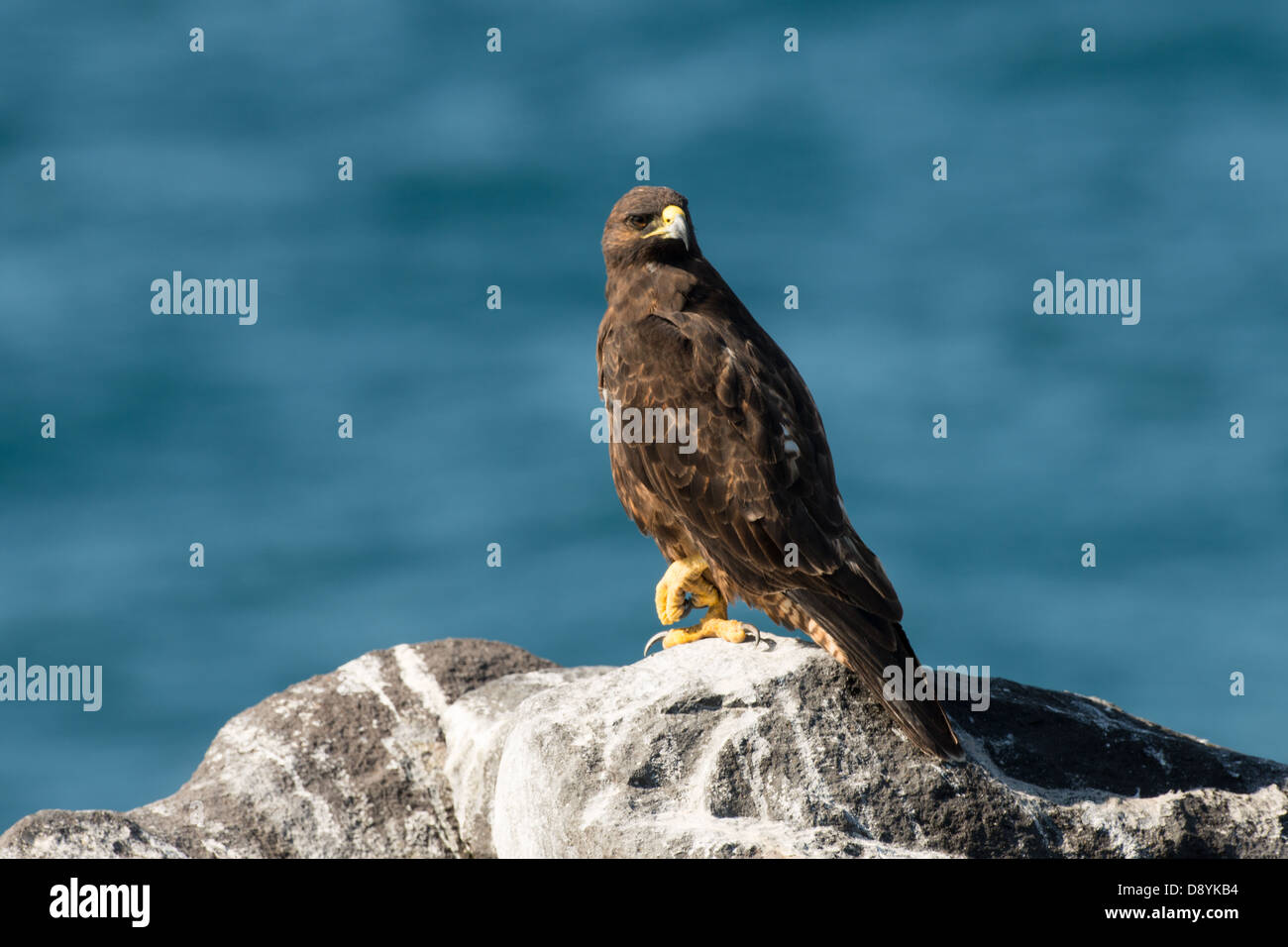 Stock photo of a galapagos hawk sitting on a rock Stock Photo - Alamy
